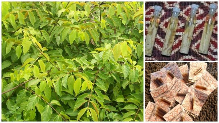 Kalau Sakit Gigi, Boleh Guna Gambir Sarawak Untuk Hilangkan Rasa Ngilu