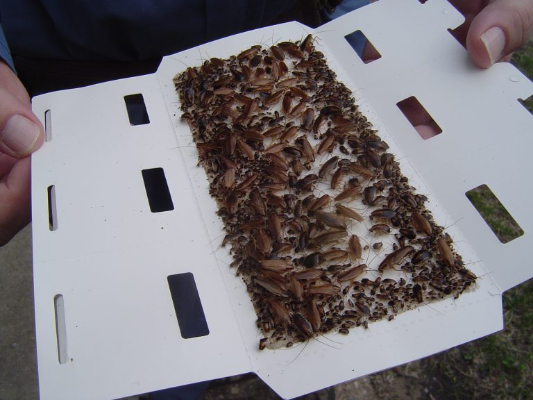 5 Bahan Mudah Untuk Halau Lipas, Antaranya Guna Pelekat Gam RM2.50 ...