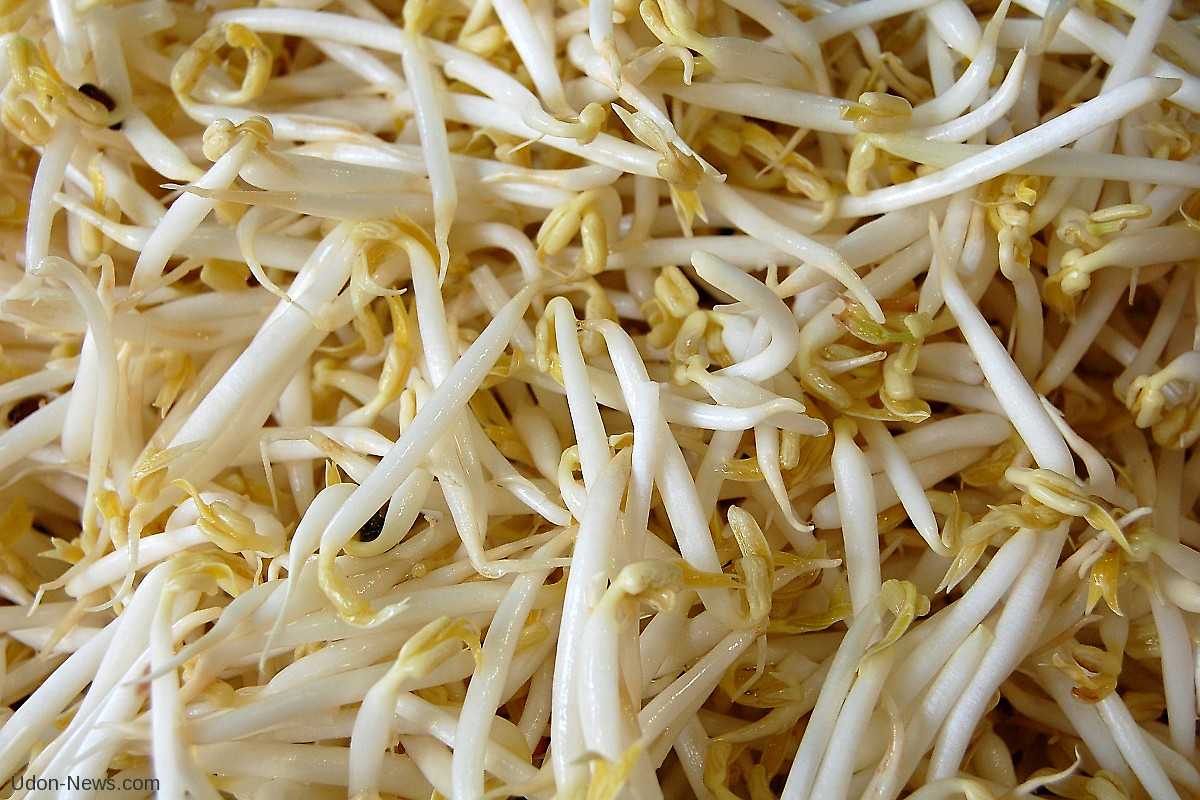 6 Khasiat Taugeh Disebalik Keenakkannya, Salah Satu Tingkatkan ...