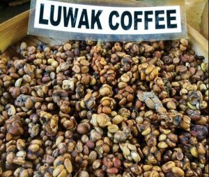 Jangan Main Minum Je, Ini Hukum Minum Kopi Luwak Atau Kopi Tahi Musang ...